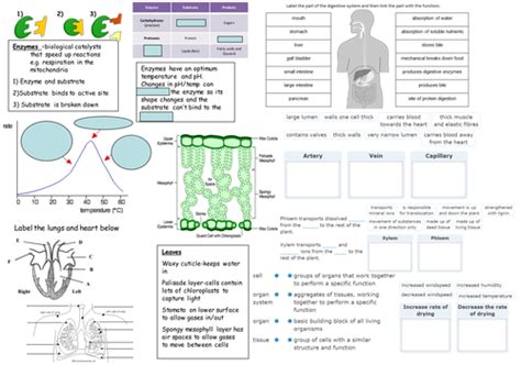 New 2016 Aqa Gcse Biology Organisation Revision Teaching Resources