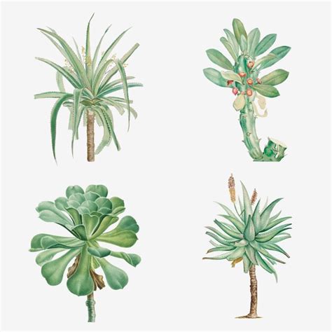 Images De Plante Cactus Botanique Téléchargement Gratuit Sur Freepik