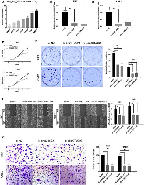 Frontiers Circular Rna Expression Profiles In Nasopharyngeal