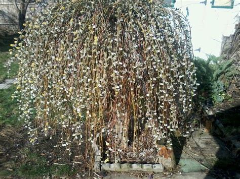 Weeping Pussy Willow Trees Daily Sex Book