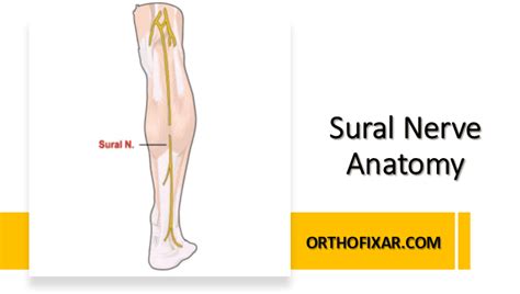 Abductor Hallucis Muscle Anatomy Overview Easily Explained