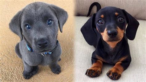 Cute Puppies Doing Funny Things Cutest Puppies In The Worlds 2021 ♥ 1