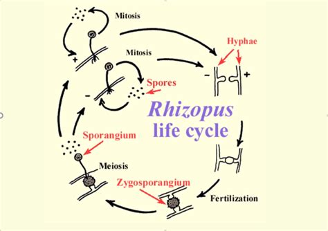 Solved Using Your Results For The Rhizopus Life Cycle Write