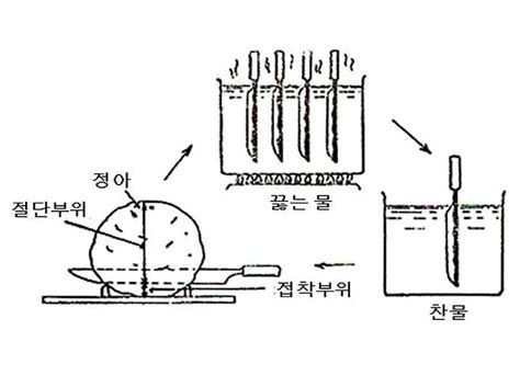 농진청 봄감자 파종 전 관리 요령 알고가세요