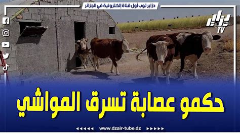 شاهد الدرك الوطني بسوق أهراس يلقي القبض على عصابة تسرق المواشي Youtube