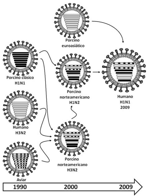 Posible Origen Del Nuevo Virus Influenza Ah1n1 La Evidencia Genética