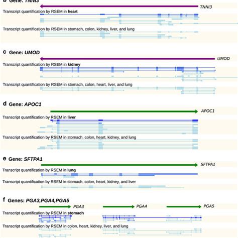 A Representation Of Tissue Specific Genes With Transcripts From