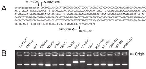 A Nucleotide Sequence Of The Ervk Ltr Uppercase Letters In The Saa1