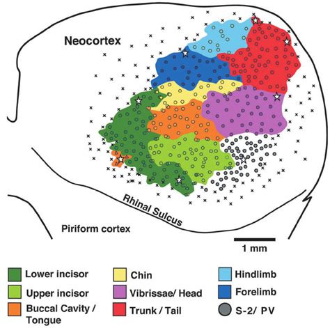 Results Of Microelectrode Recordings From Naked Mole Rat Case 4 Showing
