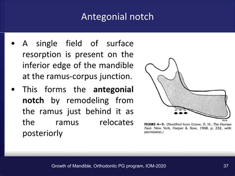 The Growth Of Mandible In Orthodontics Ppt Ppt