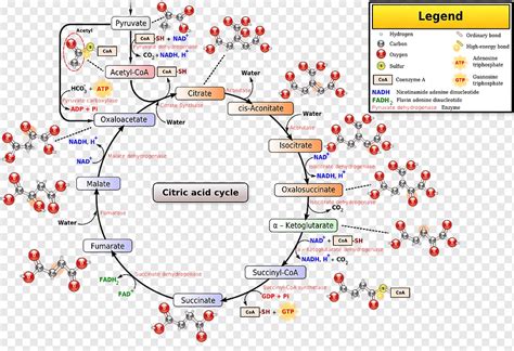 Ciclo Del Acido Citrico Porn Sex Picture