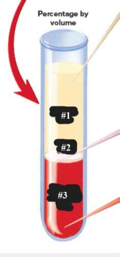 Anaphy Lab Chapter 11 Blood Flashcards Quizlet