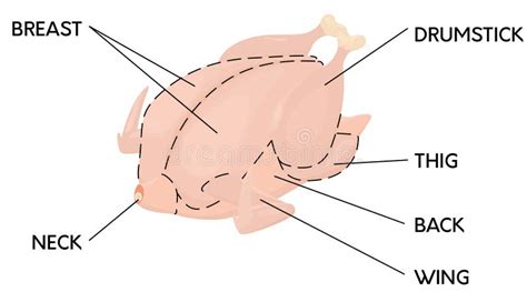 Chicken Cut Chart Stock Illustrations 315 Chicken Cut Chart Stock