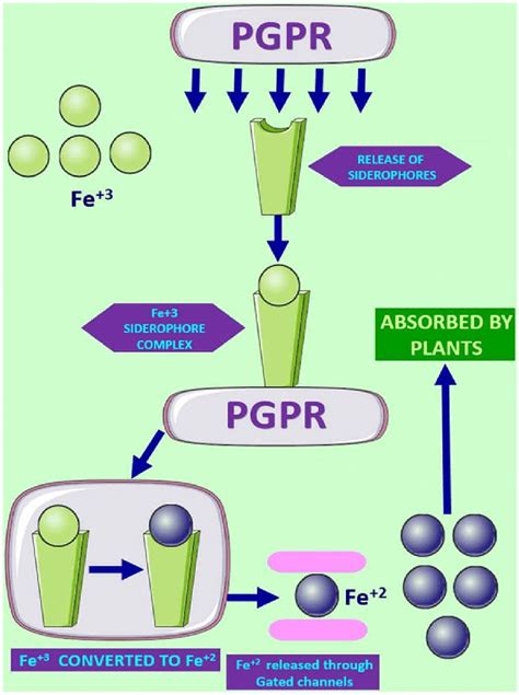Pavan Kumar Dumble On Linkedin Siderophores