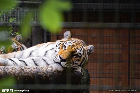虎摄影图 野生动物 生物世界 摄影图库 昵图网