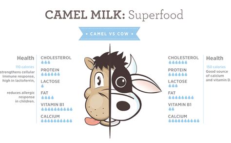 Which One Should You Choose Camel Milk Vs Cow Milk Richmomlife