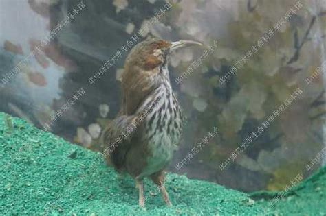 矛纹草鹛 Babax lanceolatus 物种库 国家动物标本资源库