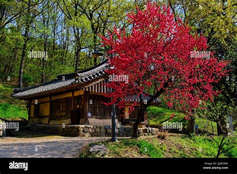 South Korea North Gyeongsang Province Pohang Yangdong Traditional