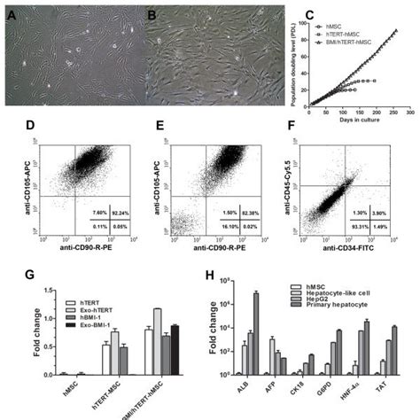 Characterization Of Immortalized Msc Derived Hepatocyte Like Cells The
