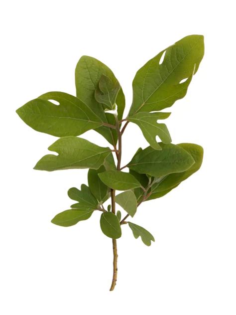 Audubon Native Sassafras Treeling Gardener S Supply