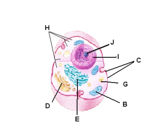 Id Organelle Quiz Diagram Quizlet