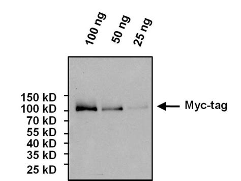 C Myc Antibody Ma1 980