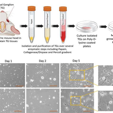 Characterization Of Particles From 2 And 3d Evs Using Nta Analysis