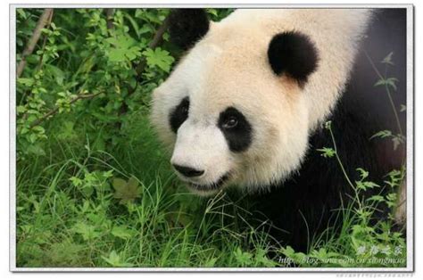 Information About Giant Panda Mei Lan Panda News