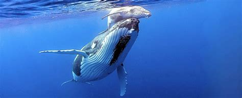 O xixi de baleia transporta nutrientes através de milhares de