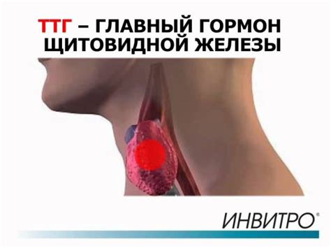 Тиреотропный гормон что это такое норма для женщин после 50
