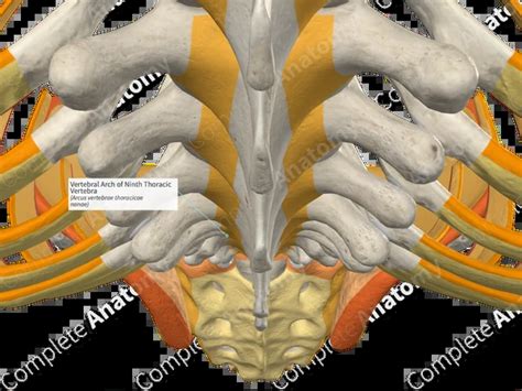 Vertebral Arch Back Basicmedical Key