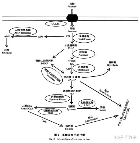 从进化视角探寻果糖代谢的奥秘 知乎