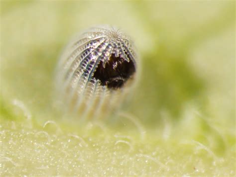 Anti Parasite Compounds In Paternal Diet Of Monarch Butterflies Enhance