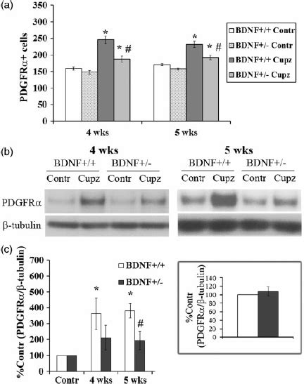 Bdnf þ À Mice Exhibit A Blunted Increase In Pdgfr A þ Progenitors