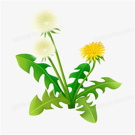 手绘插画蒲公英花免抠元素PNG图片素材下载 手绘PNG 熊猫办公