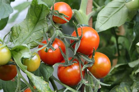 Reife Tomaten Am Tomatenstrauch Tomaten Garten Tomaten Pflanzen Tomaten