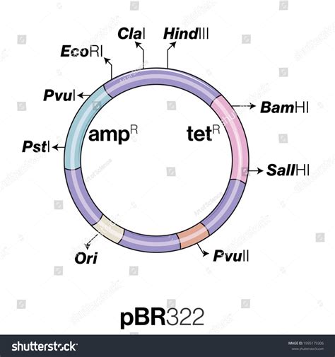 Bacterial Plasmid Dna Structure Pbr322 Stock Vector Royalty Free