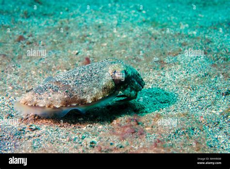 Colorful Squid Cuttlefish Underwater Close Up Portrait In Lembeh While