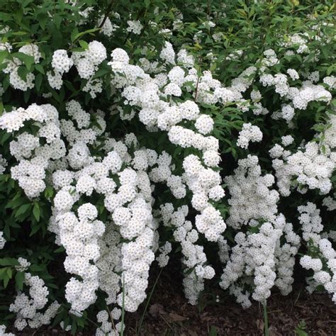Spiraea vanhouttei (спірея Вангутта) - Сад-Город