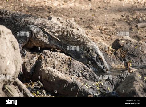 Indonesia Komodo Island Komodo National Park Loh Liang Komodo Dragon Varanus Komodoensis