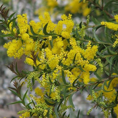 Acacia Triptera Vivero Pullally