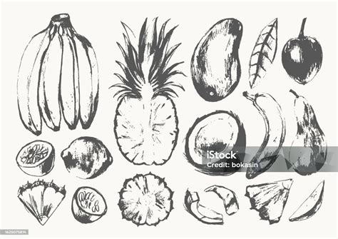 망고 파인애플 바나나 배 패션 프루트 코코넛 하프 및 슬라이스 개체 그룹에 대한 스톡 벡터 아트 및 기타 이미지 개체 그룹 건강한 식생활 과일 Istock