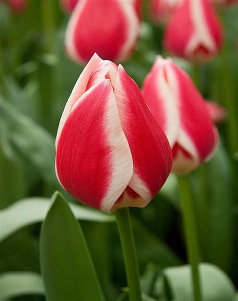 Tulip Candy Apple Delight Planting Tulips Tulips Long Lasting Flower