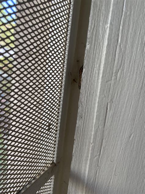 please bug id r whatsthisbug