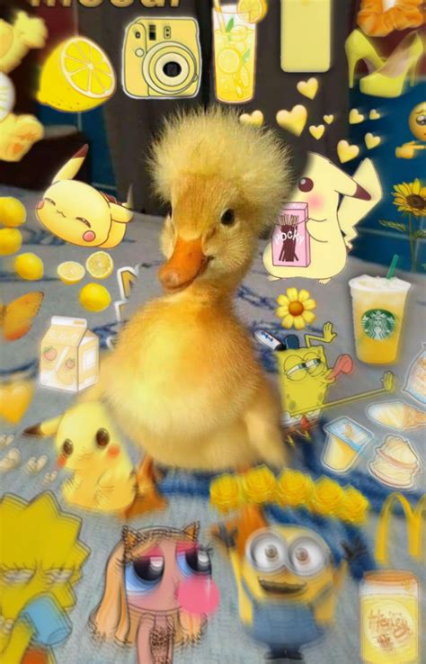 Tải Ngay Duck Background Aesthetic Miễn Phí Chất Lượng Cao