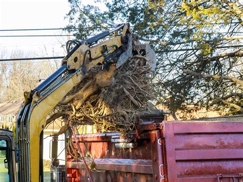 Tree Care Trimming Removal Pruning Local Tree Service