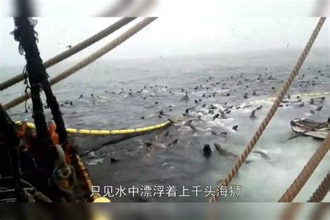 渔民海上捕鱼，刚要收网时，上千头海狮“趁火打劫”！海狮趁火打劫海上