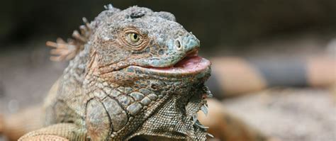 Download Wallpaper 2560x1080 Iguana Reptile Lizard Color Dual Wide