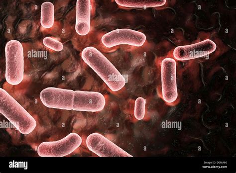 Yersinia Pestis Bacteria Characteristics