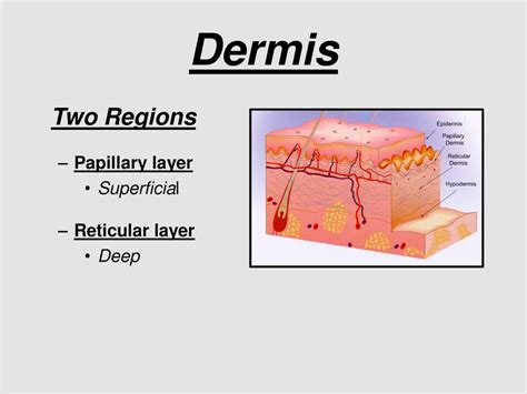 The Integumentary System Ppt Download
